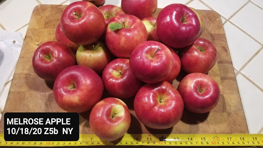 Request for pictures of "average apples" - General Fruit Growing ...