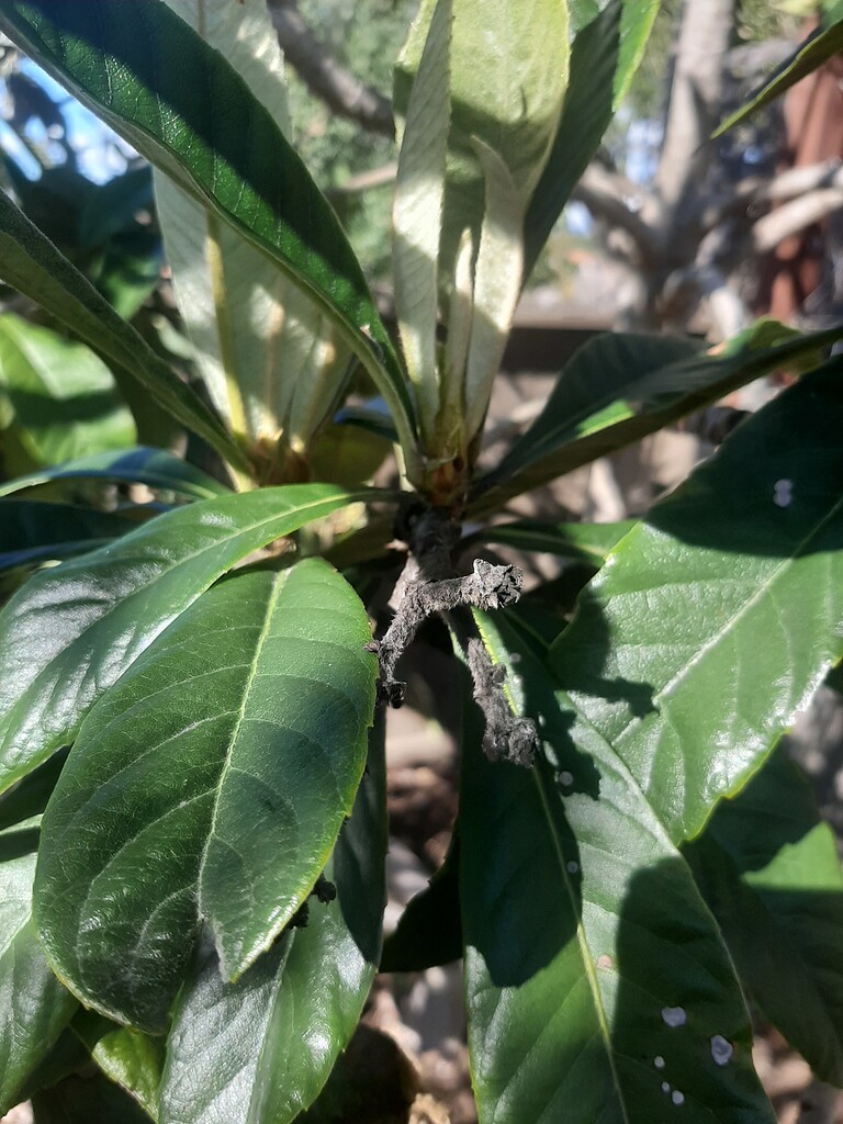 Fireblight in loquat? Or something else? - General Fruit Growing ...