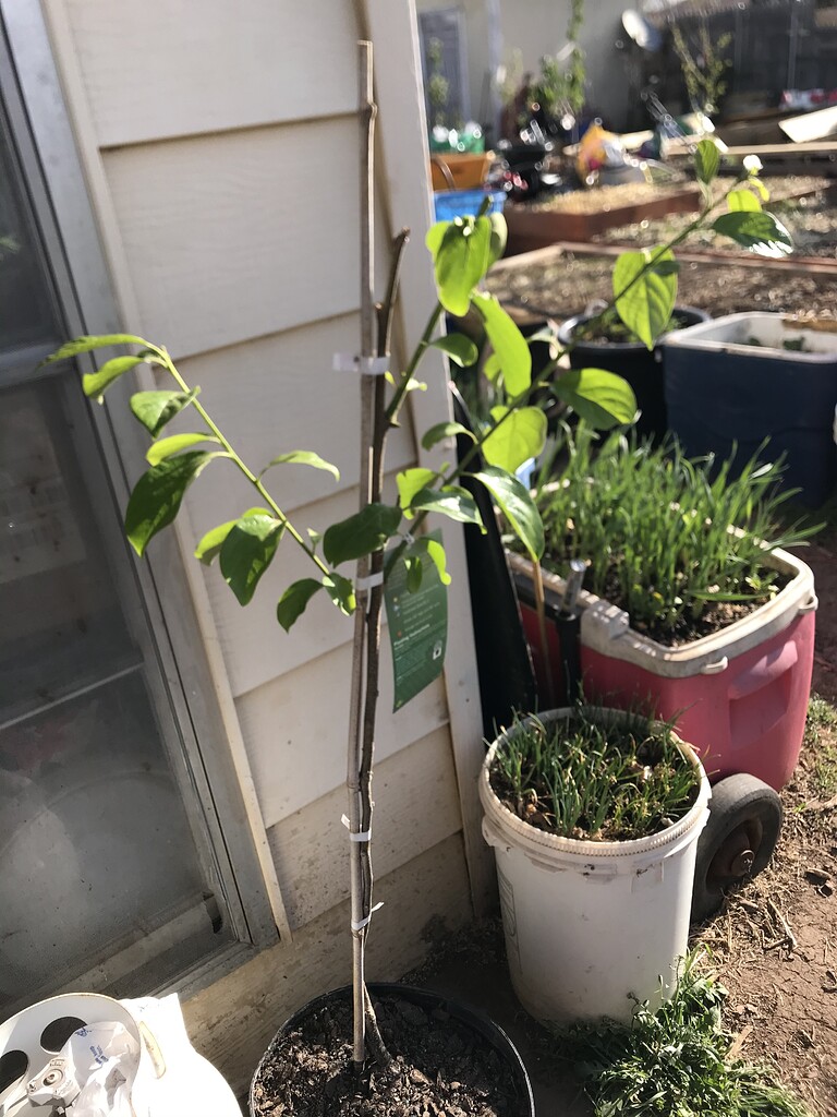 Persimmon tree transplanting/planting help - General Fruit Growing ...