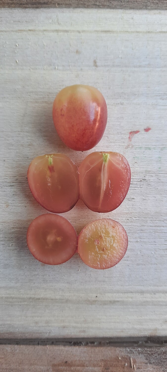 Iranian red seedless grapes - General Fruit Growing - Growing Fruit