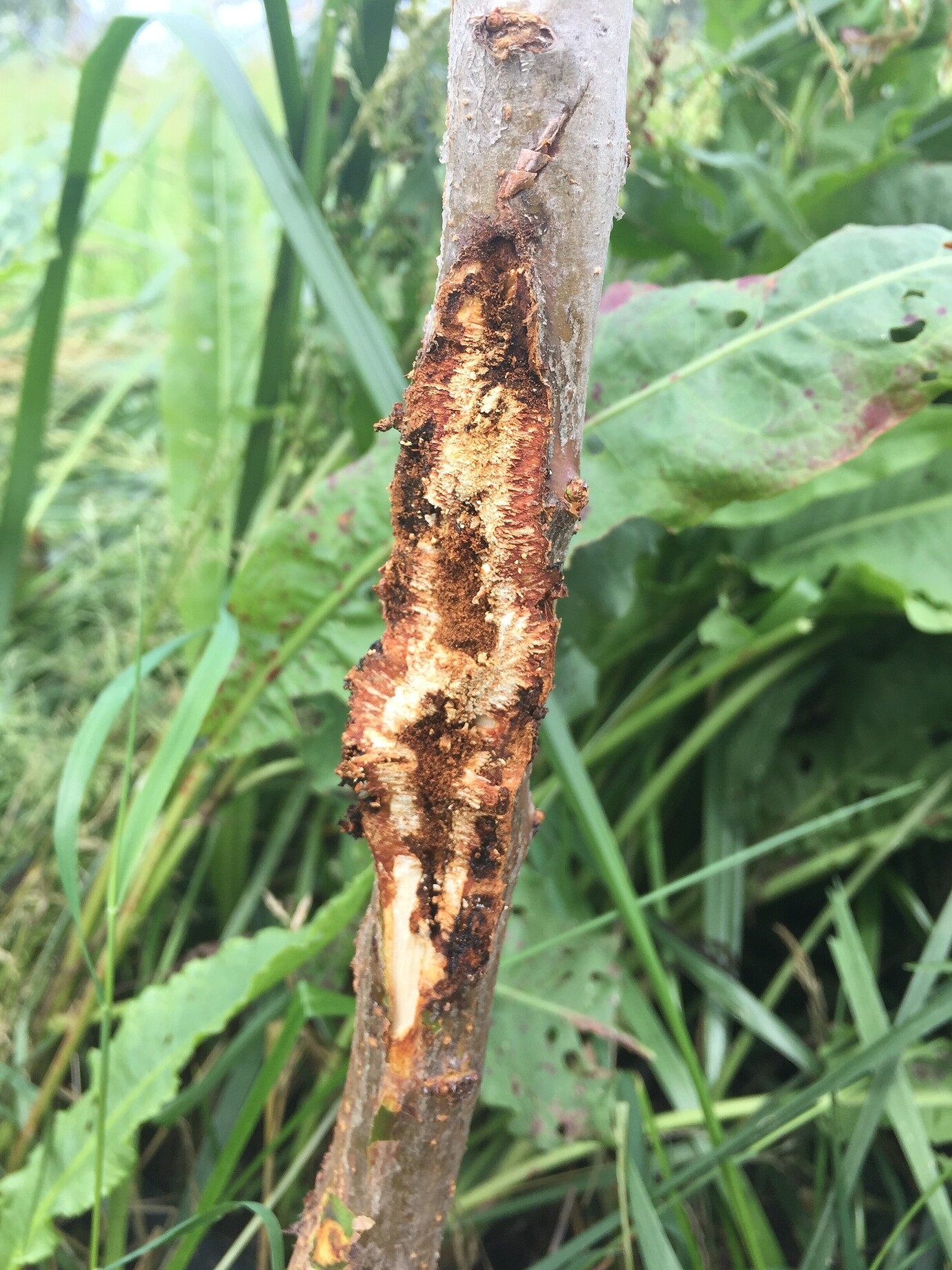 Peach-tree Borers! - General Fruit Growing - Growing Fruit