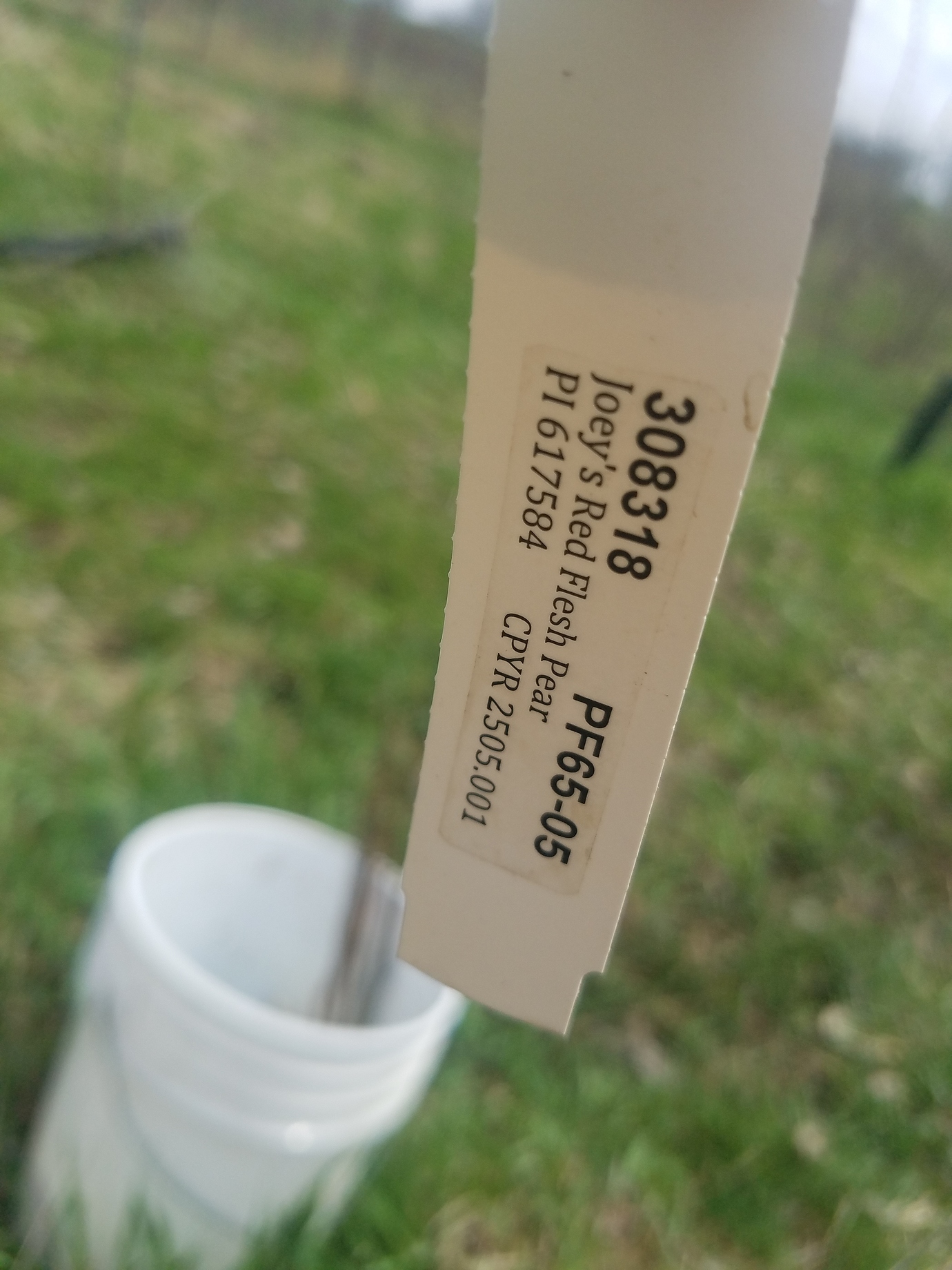 Joey's red flesh pear -Top worked a harrow delight - General Fruit ...