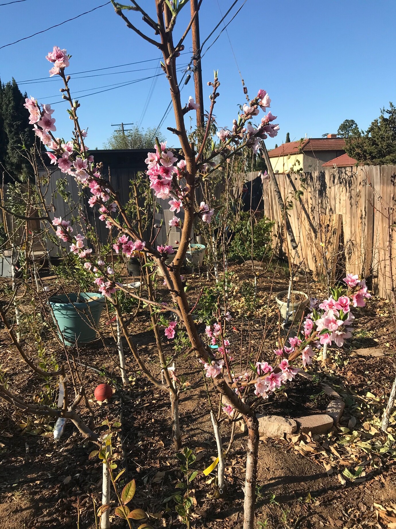 August Pride Peach in full bloom here in 10a - General Fruit Growing ...