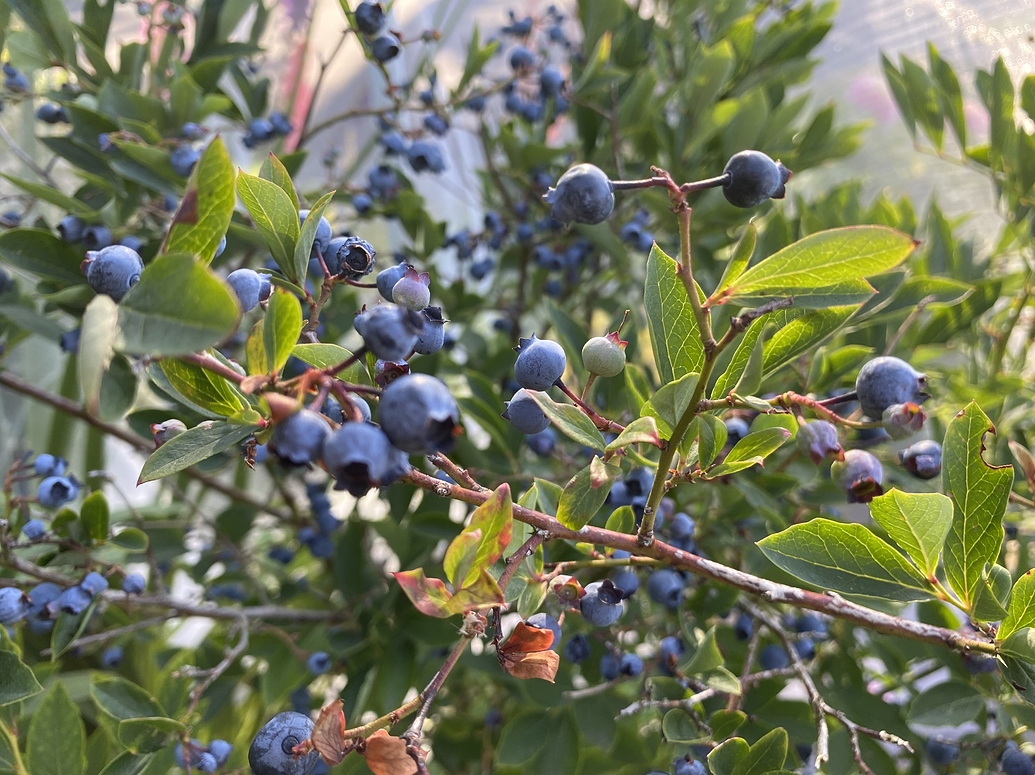 Blueberry raisins - General Fruit Growing - Growing Fruit