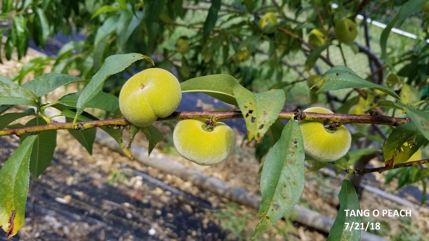 TIME LAPSE - TANGOS PEACH - Bud to Harvest - Z5b NY - General Fruit ...