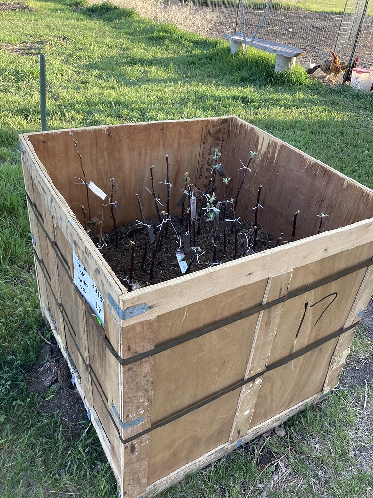 Nursery beds - General Fruit Growing - Growing Fruit