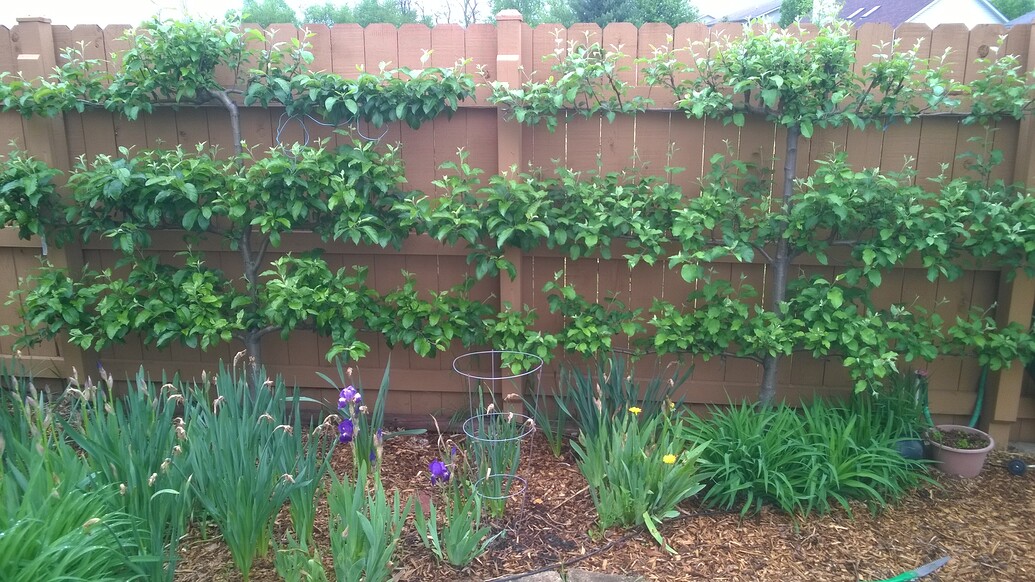 Espalier Apple Trees Re-worked - General Fruit Growing - Growing Fruit