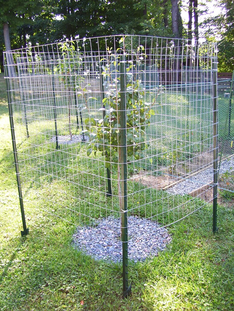 Here is how to vole proof under trees - General Fruit Growing - Growing ...