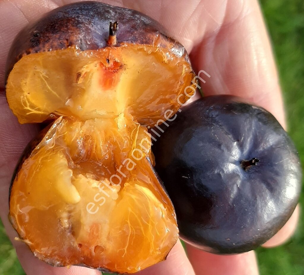 G-78 Black Persimmon - General Fruit Growing - Growing Fruit