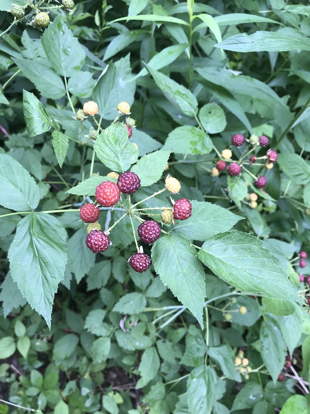 Raspberry hybrids With wild berries - General Fruit Growing - Growing Fruit