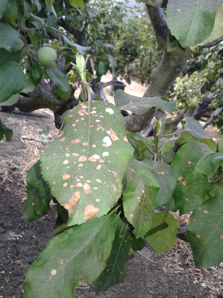 Apple Problem - General Fruit Growing - Growing Fruit