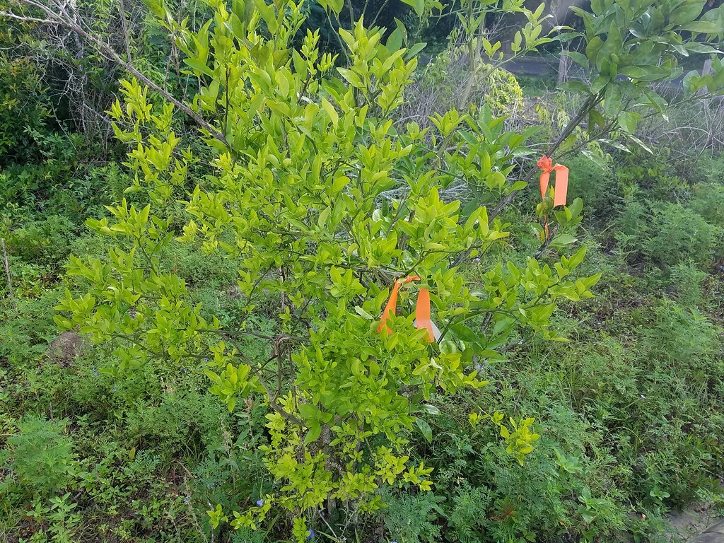 Salvaging an overgrown lime tree - General Fruit Growing - Growing Fruit