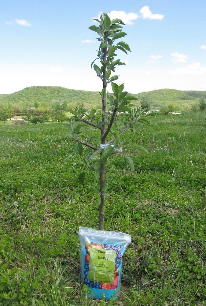 Safe to fertilize young apple trees this time of year General Fruit Growing Growing Fruit
