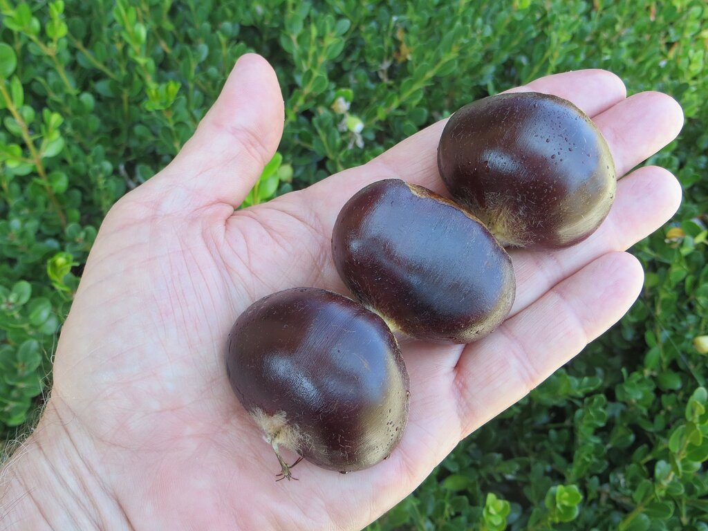 Auburn University chestnuts - General Fruit Growing - Growing Fruit