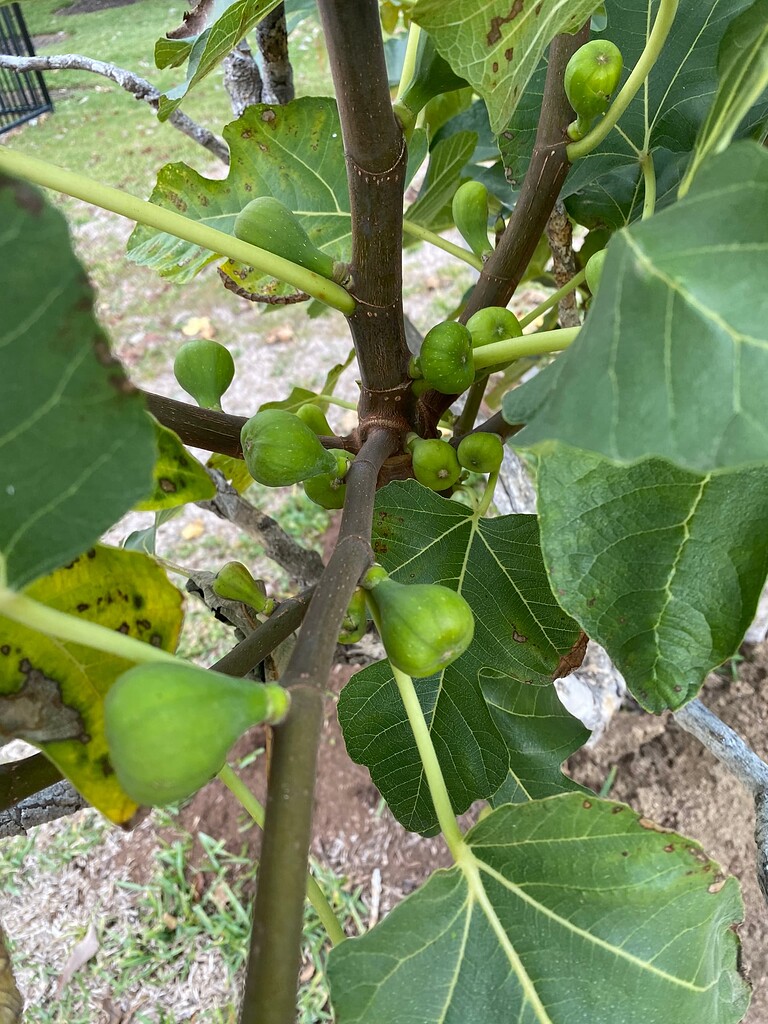 Col de Dame Noir (Baud) Second crop anyone? - Pictures! - Growing Fruit