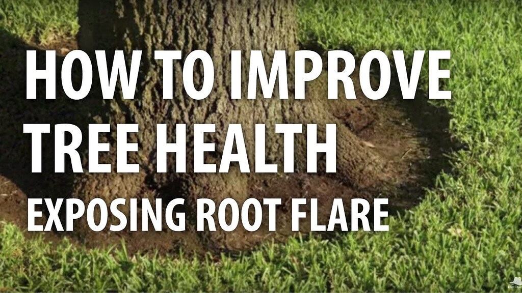 Trunk flare for fruit trees - General Fruit Growing - Growing Fruit