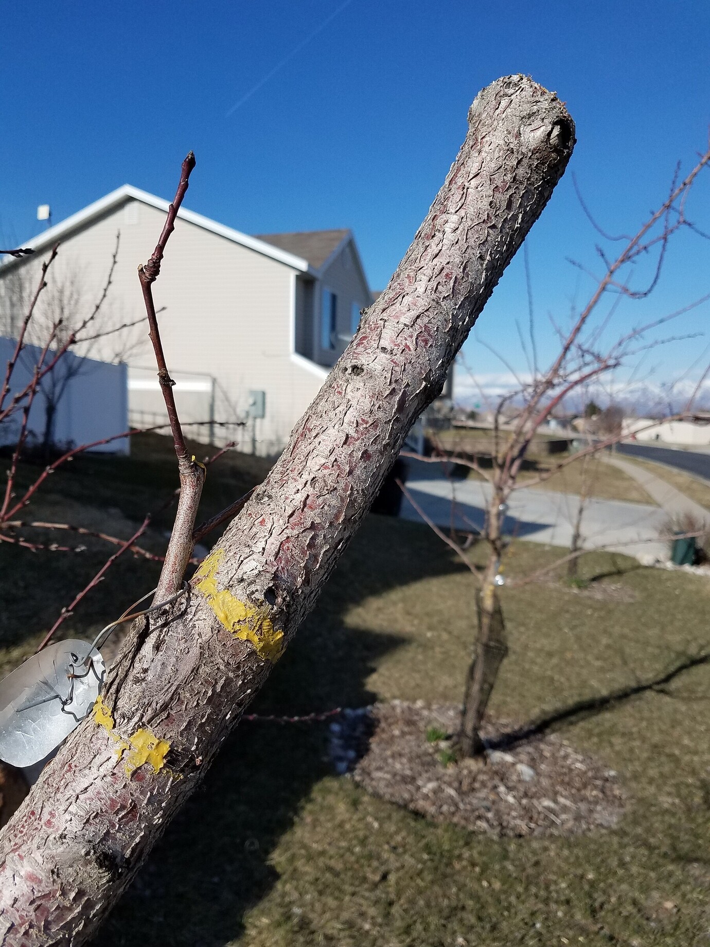 Peach Grafting Advice - General Fruit Growing - Growing Fruit