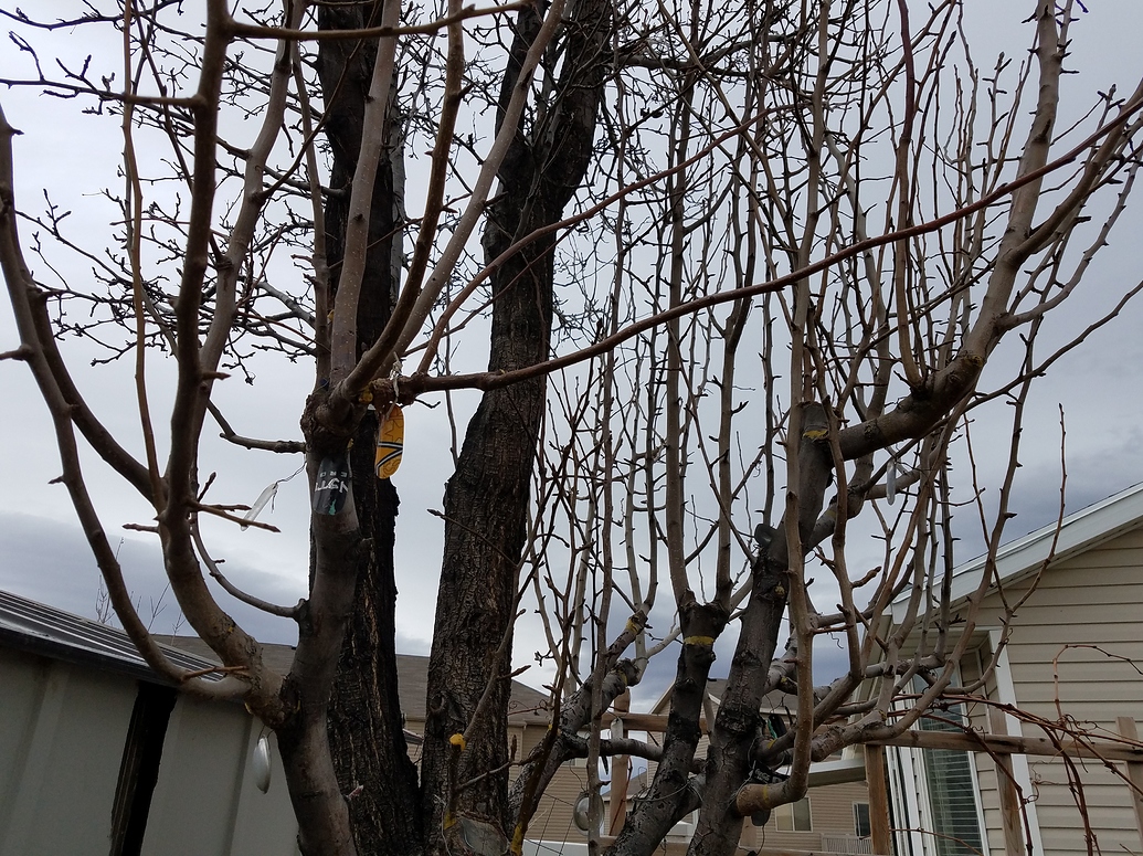 Attempting to Graft onto a Cleveland Pear - General Fruit Growing ...