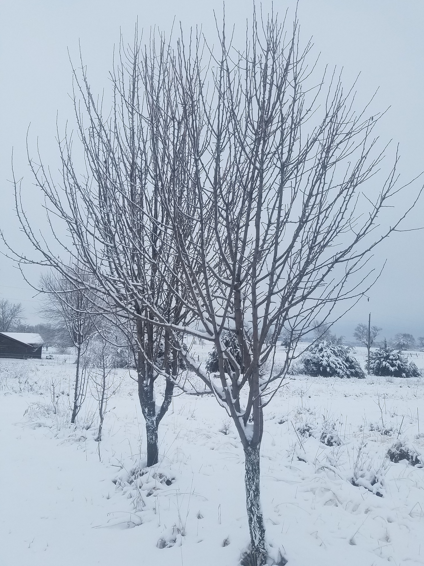 Winter orchard pictures from the Midwest - General Fruit Growing ...