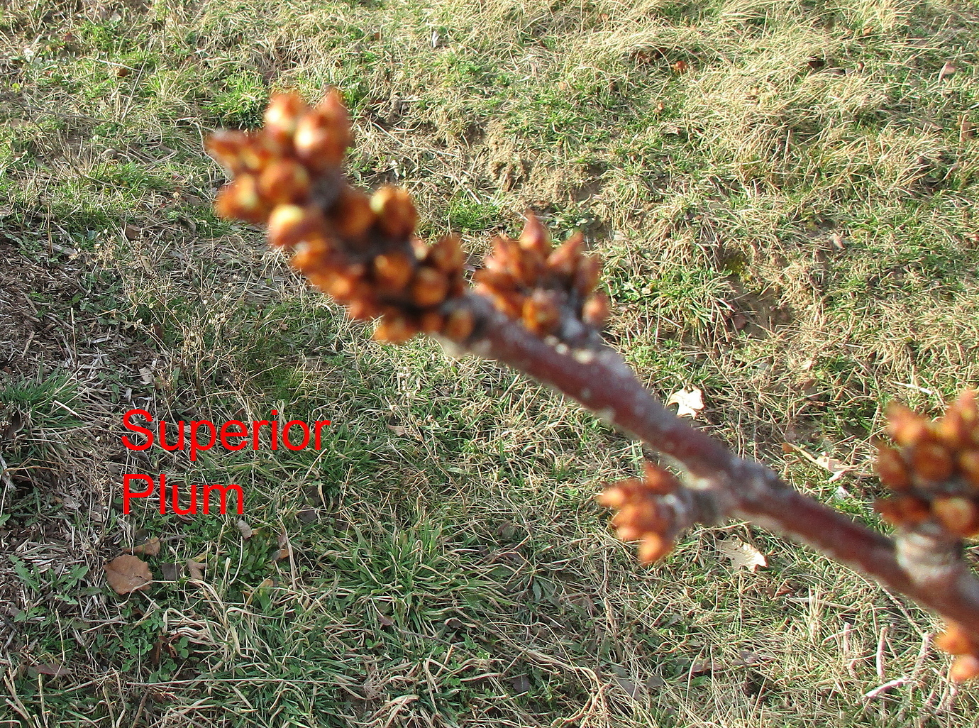 Bud Pictures Early Spring 2017 - General Fruit Growing - Growing Fruit