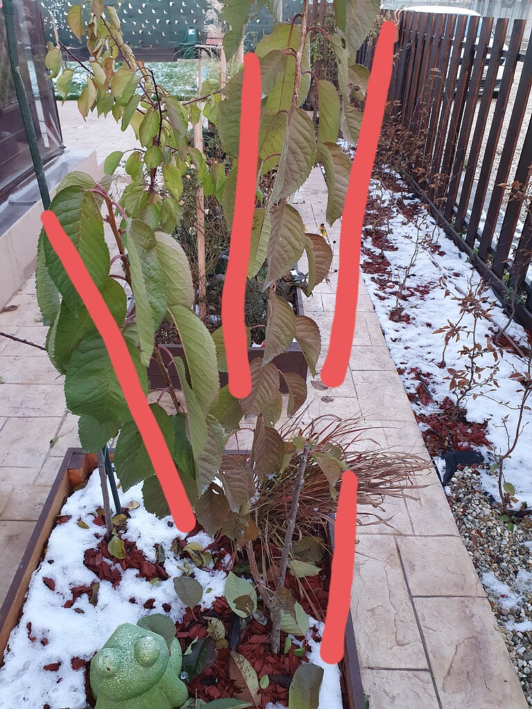 Columnar cherry tree - General Gardening - Growing Fruit