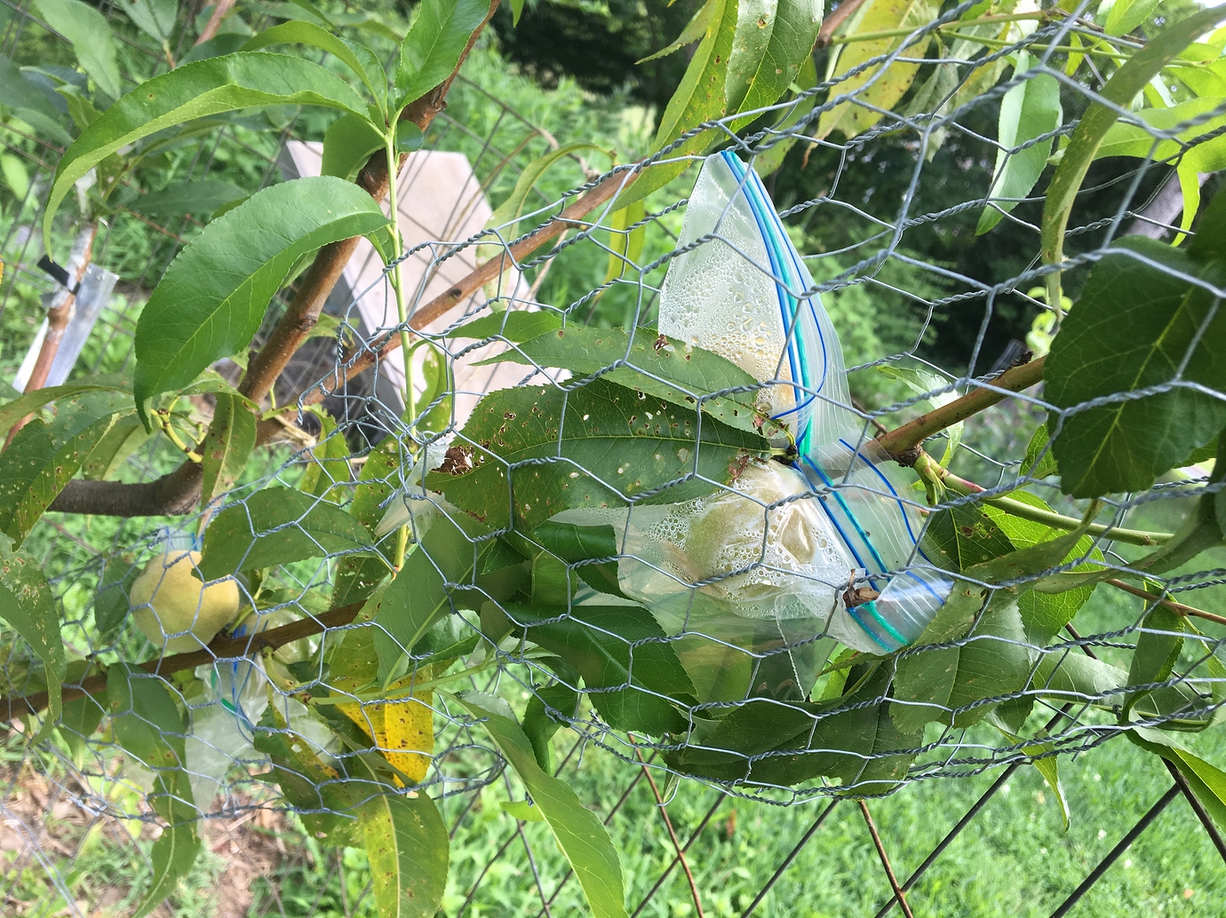 Bagging fruits on the tree, for insect and disease protection - General ...