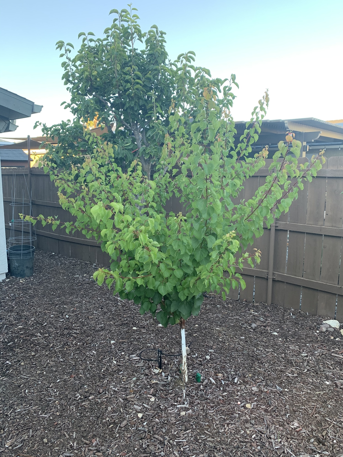 Cot-N-Candy Aprium Pruning advice needed - General Fruit Growing ...