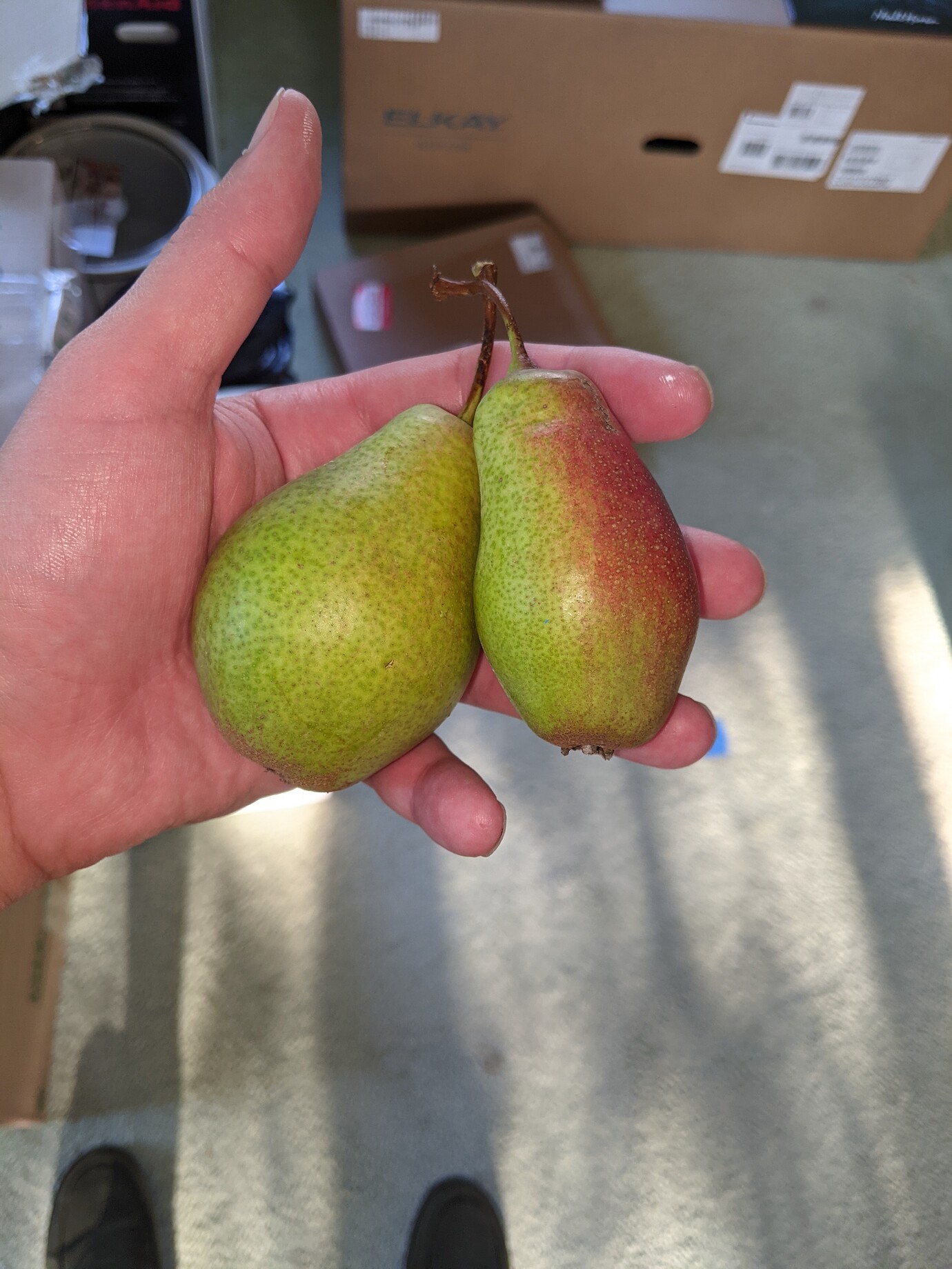 When to harvest Forelle pears? - General Fruit Growing - Growing Fruit