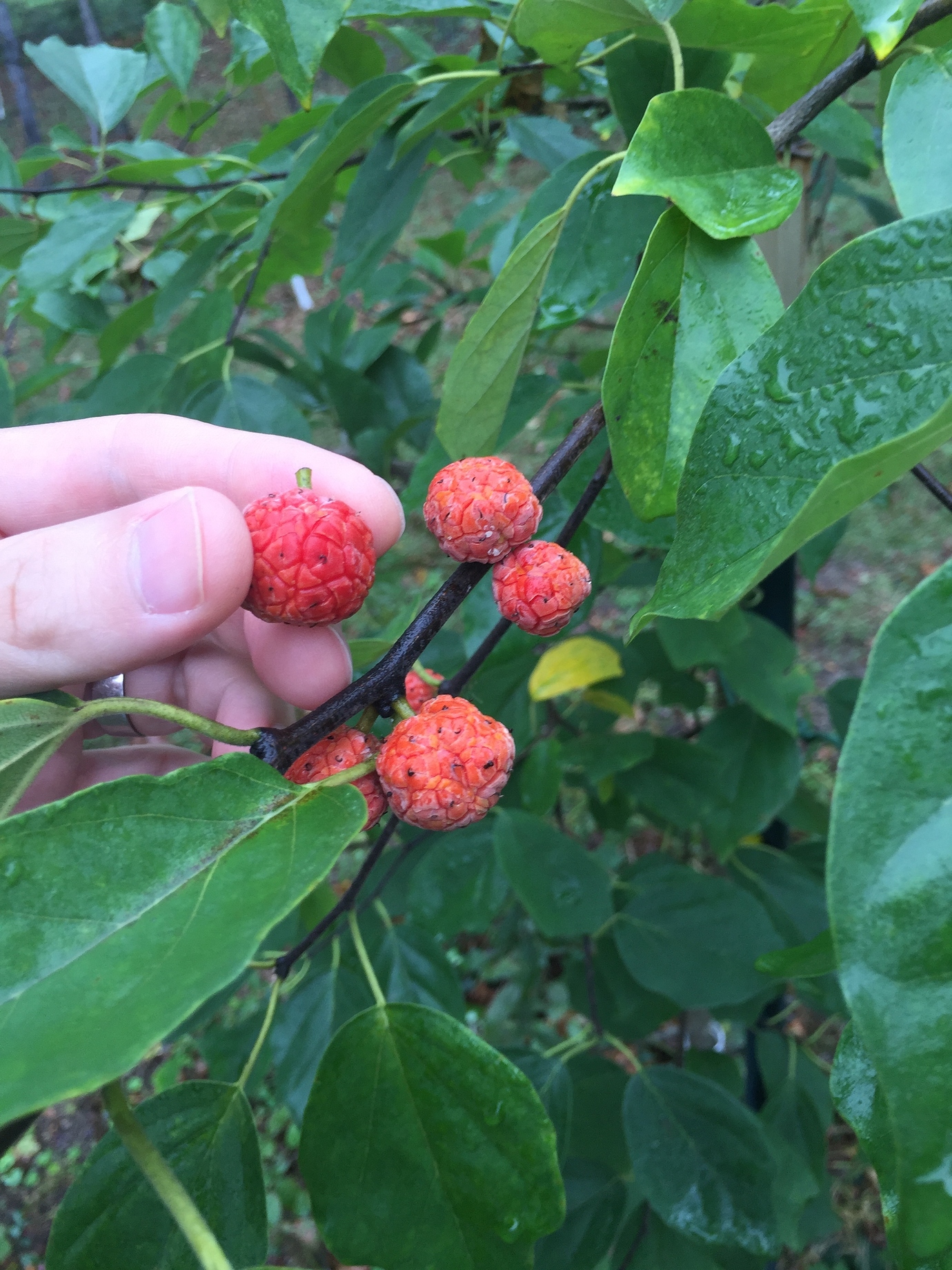 Che fruit - Page 13 - General Fruit Growing - Growing Fruit