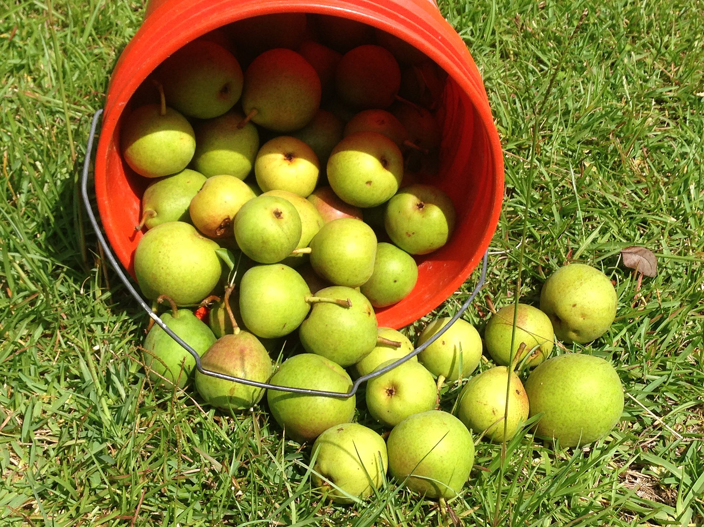 Southern Pears - General Fruit Growing - Growing Fruit