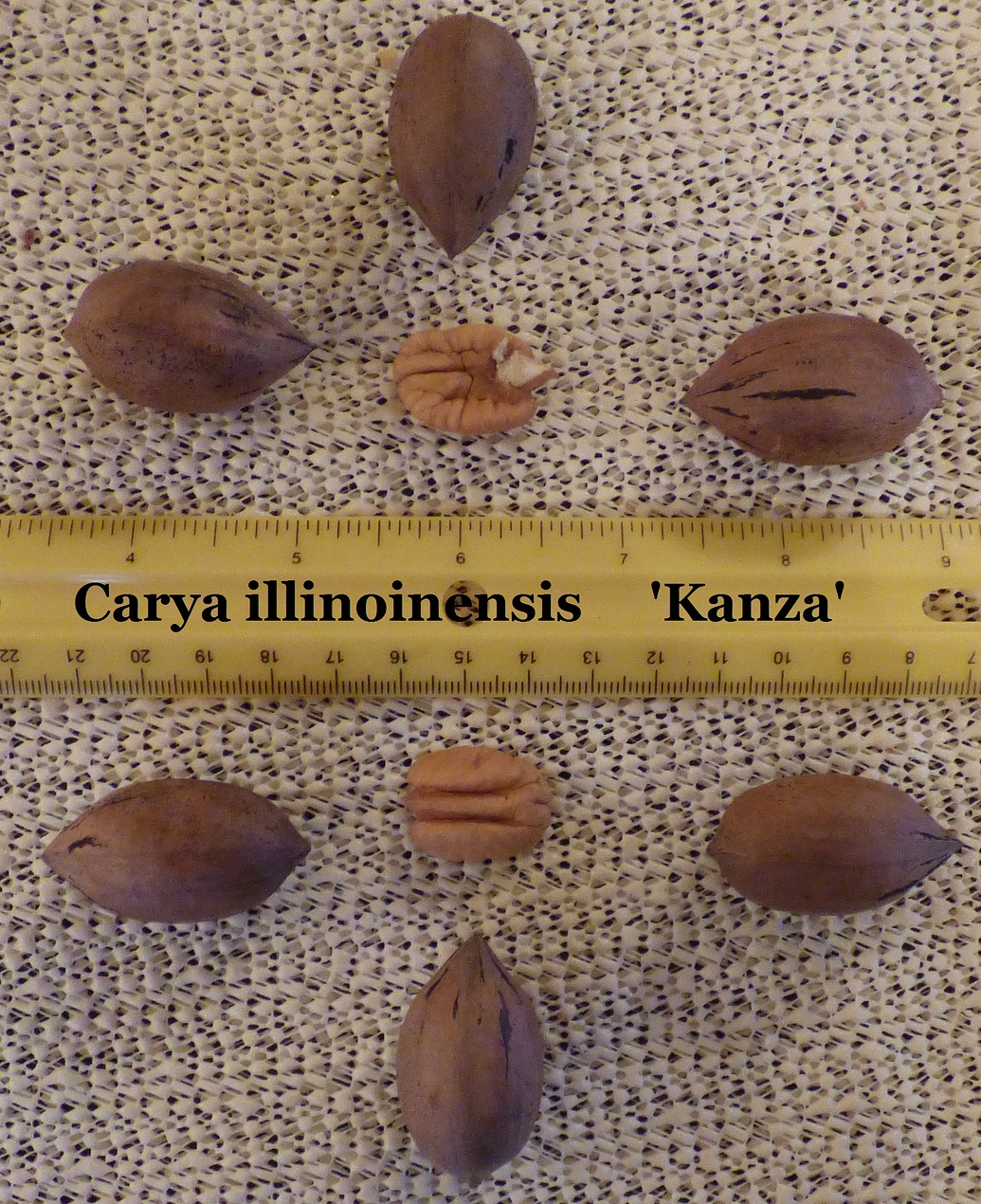 Pecan pollination chart - General Fruit Growing - Growing Fruit