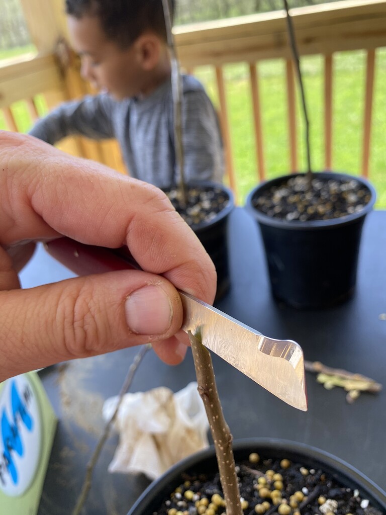 Rookie effort - General Fruit Growing - Growing Fruit