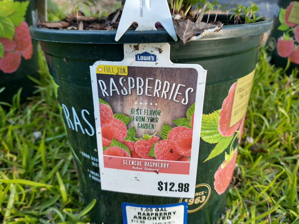 Glencoe Raspberry is it a red or purple raspberry? - General Fruit ...