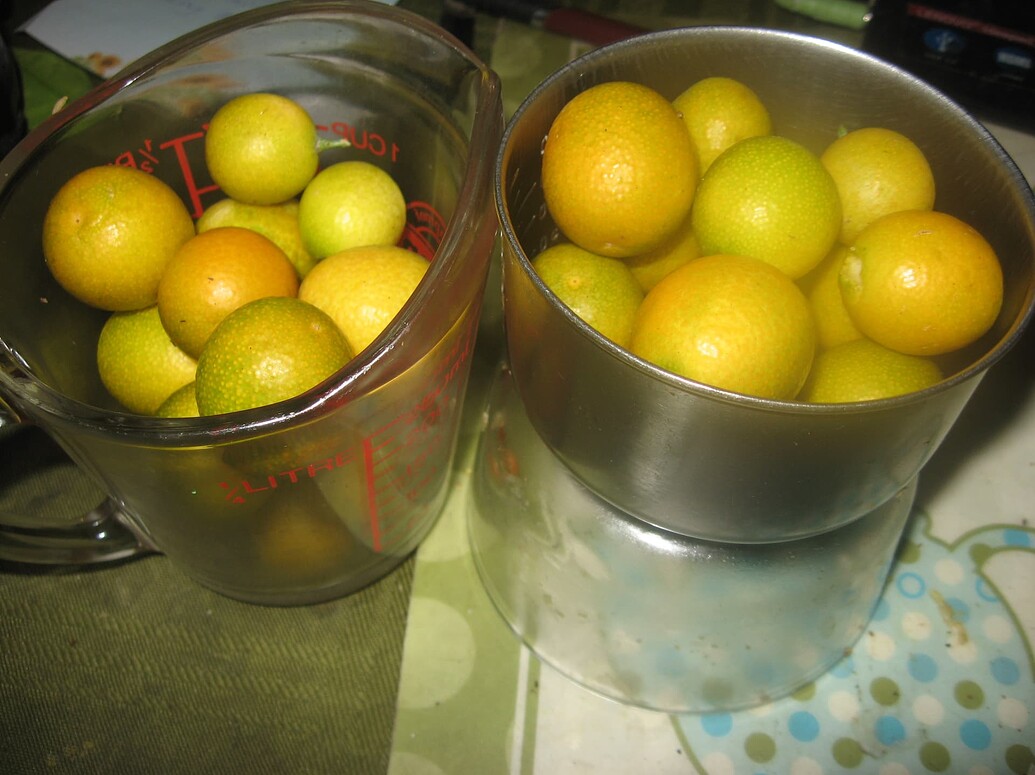 Polar Vortex preparations? - General Fruit Growing - Growing Fruit