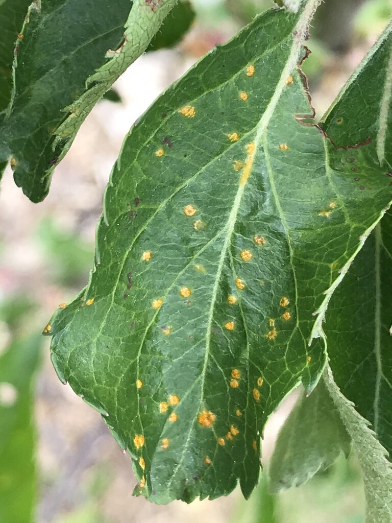 Cedar Apple Rust? - General Fruit Growing - Growing Fruit