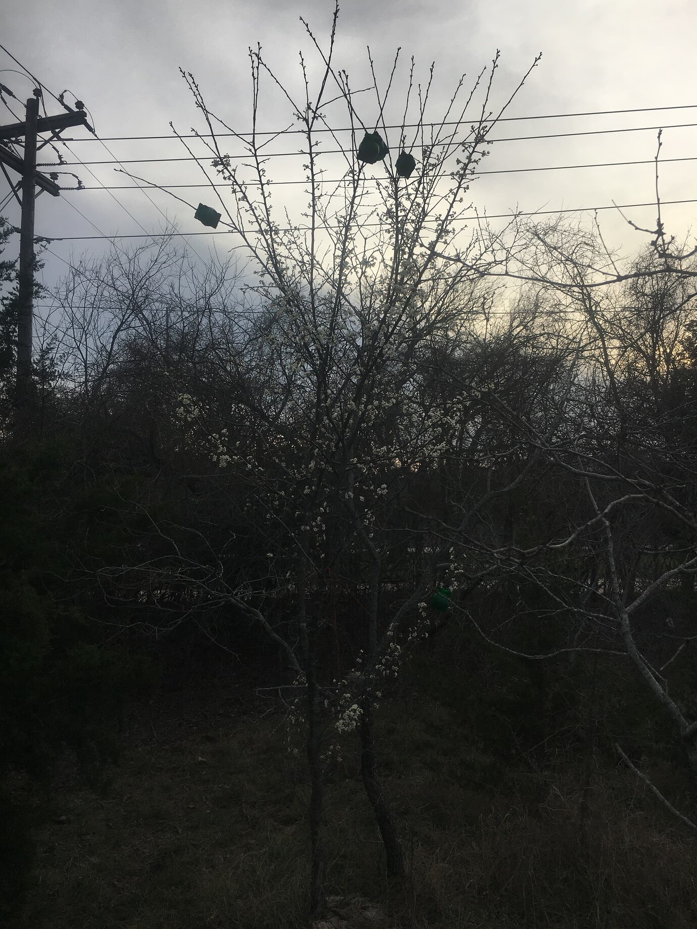 Air layering stone fruits/Mexican Plum Rootstock Project - General ...