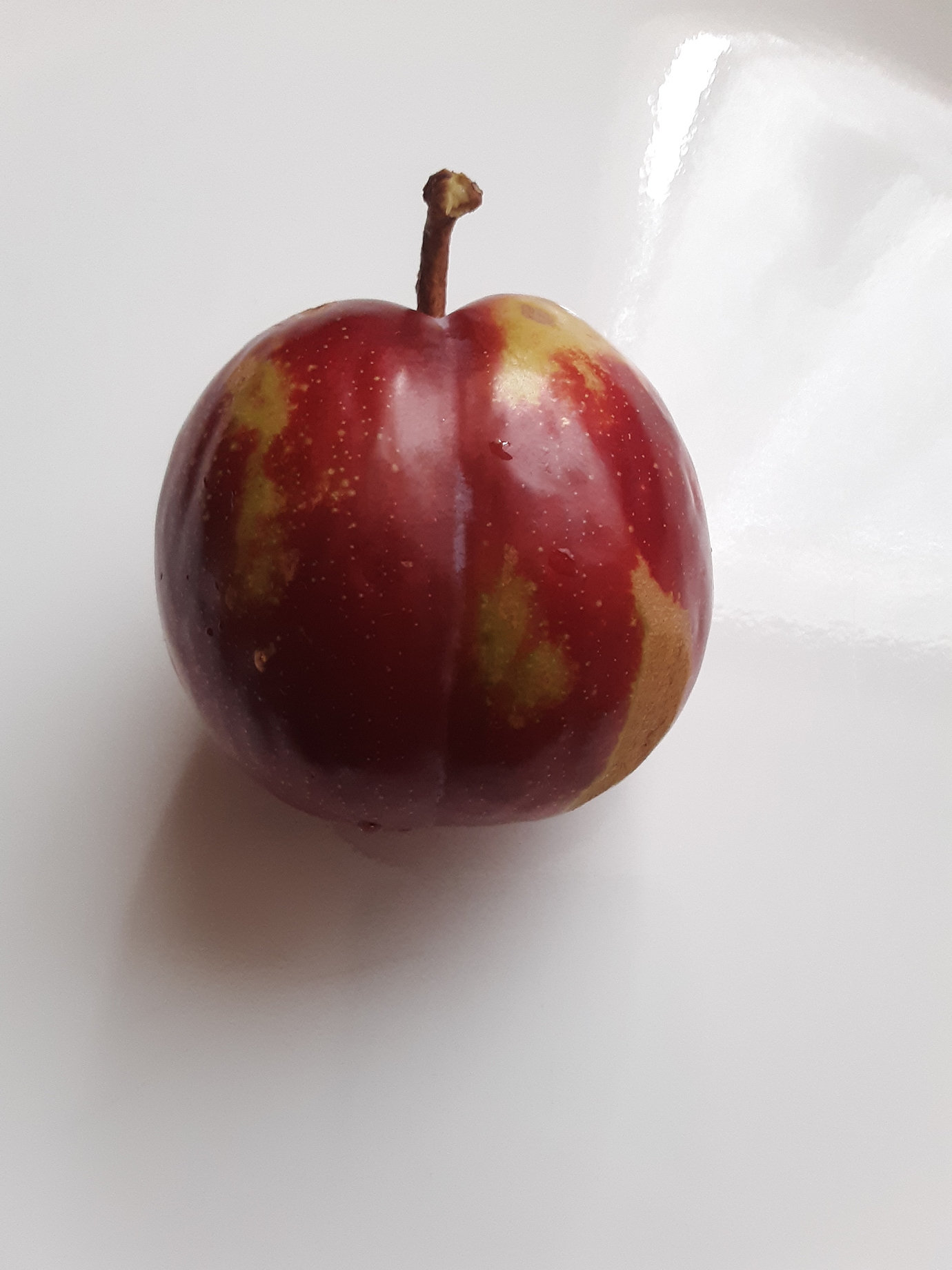 Geo Pride Pluot - General Fruit Growing - Growing Fruit