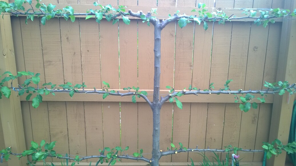 Espalier Apple Trees Re-worked - General Fruit Growing - Growing Fruit
