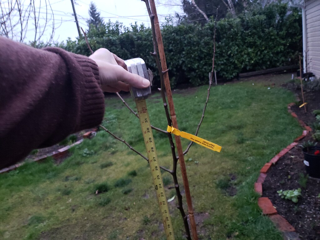 2020 Grafting Thread - Page 11 - General Fruit Growing - Growing Fruit