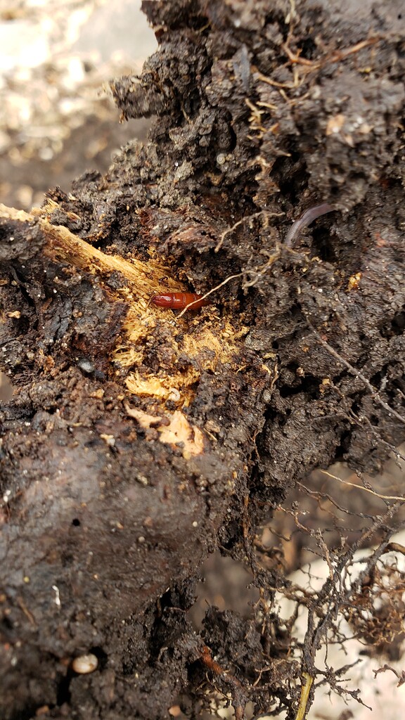 Grubs on BlackBerry roots - General Fruit Growing - Growing Fruit