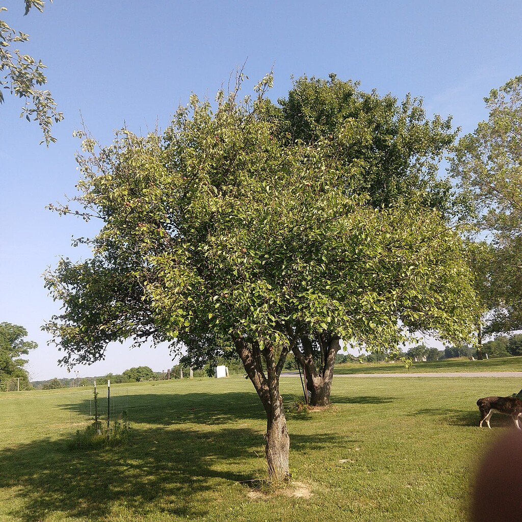 Pear Tree Identification - General Fruit Growing - Growing Fruit