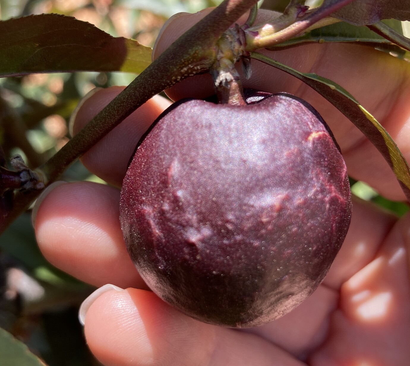 Bumps and scarring on Spice Zee Nectaplum - General Fruit Growing ...