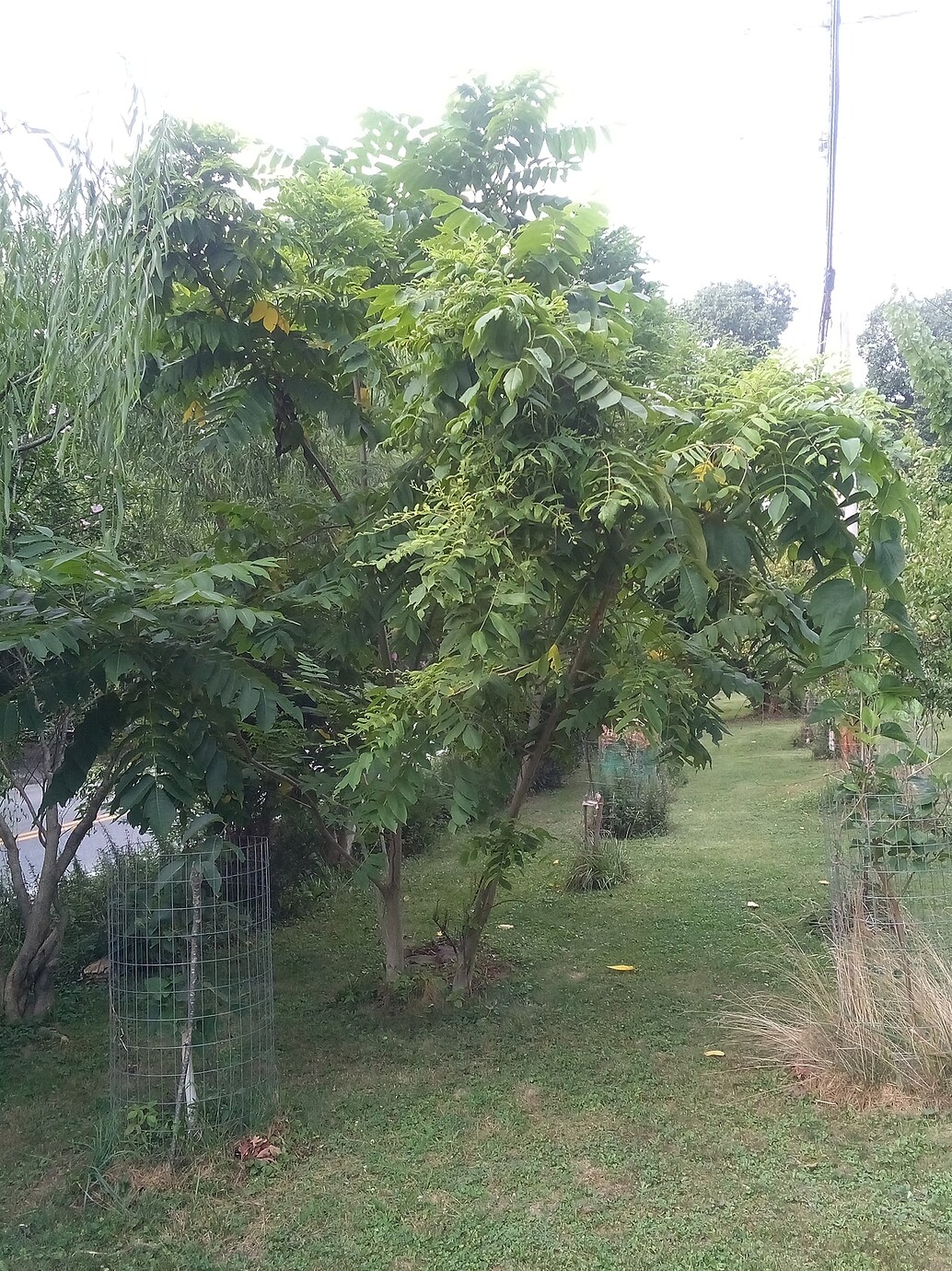 Why You Need A Heartnut Tree - General Fruit Growing - Growing Fruit