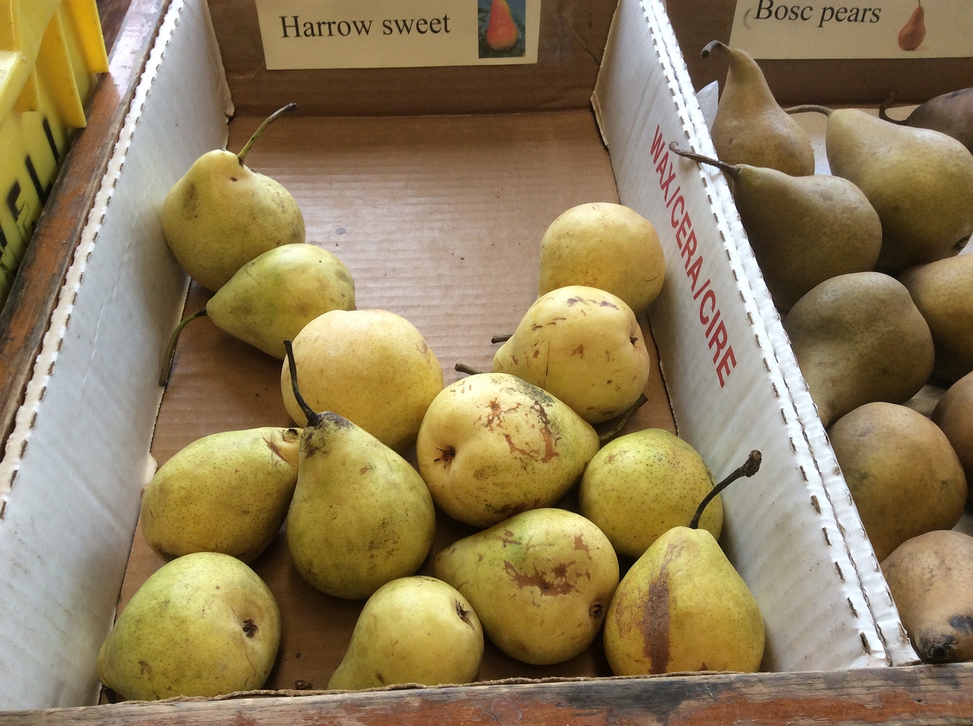 Pictures of some European pears for you - Pictures! - Growing Fruit