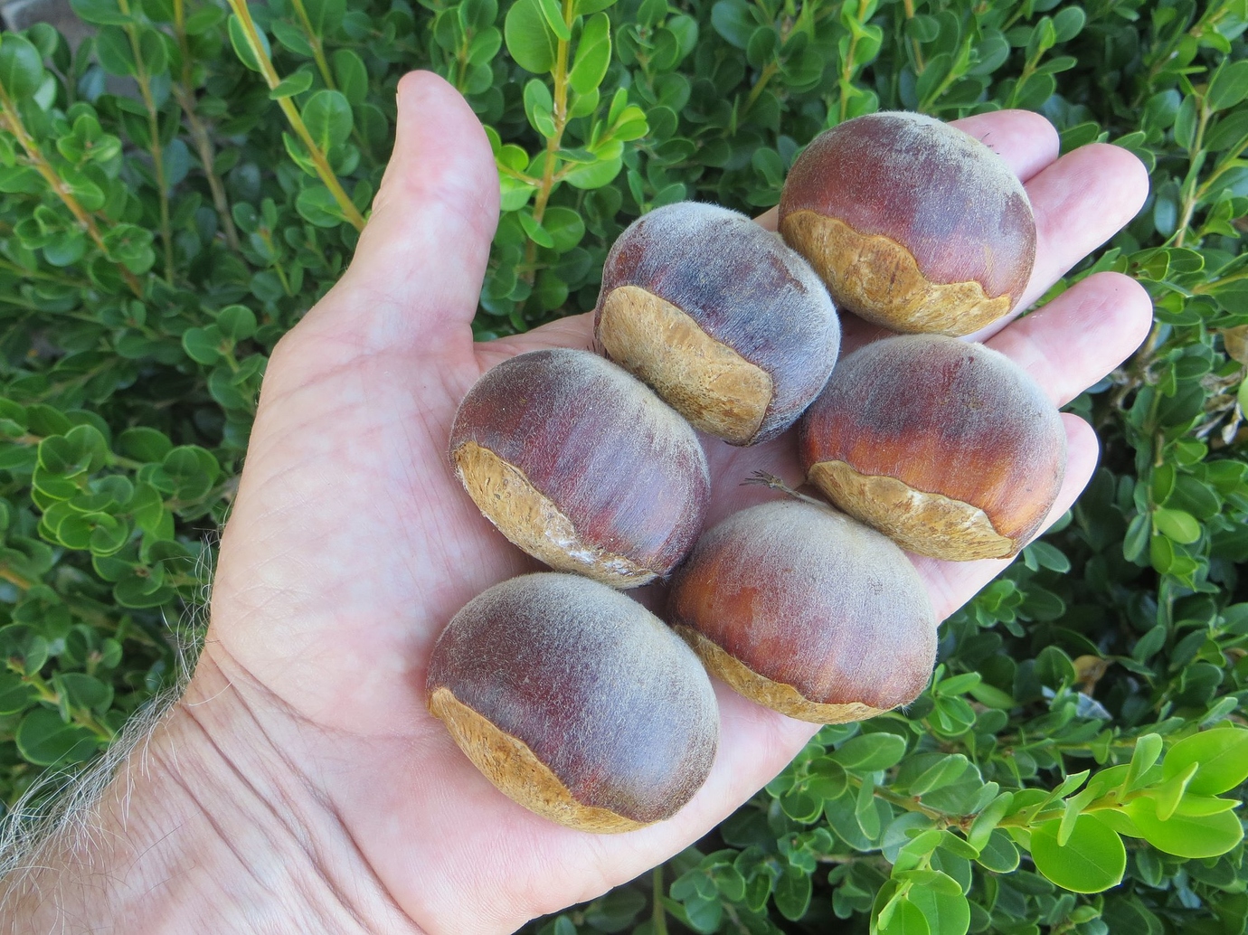 Auburn University chestnuts - General Fruit Growing - Growing Fruit