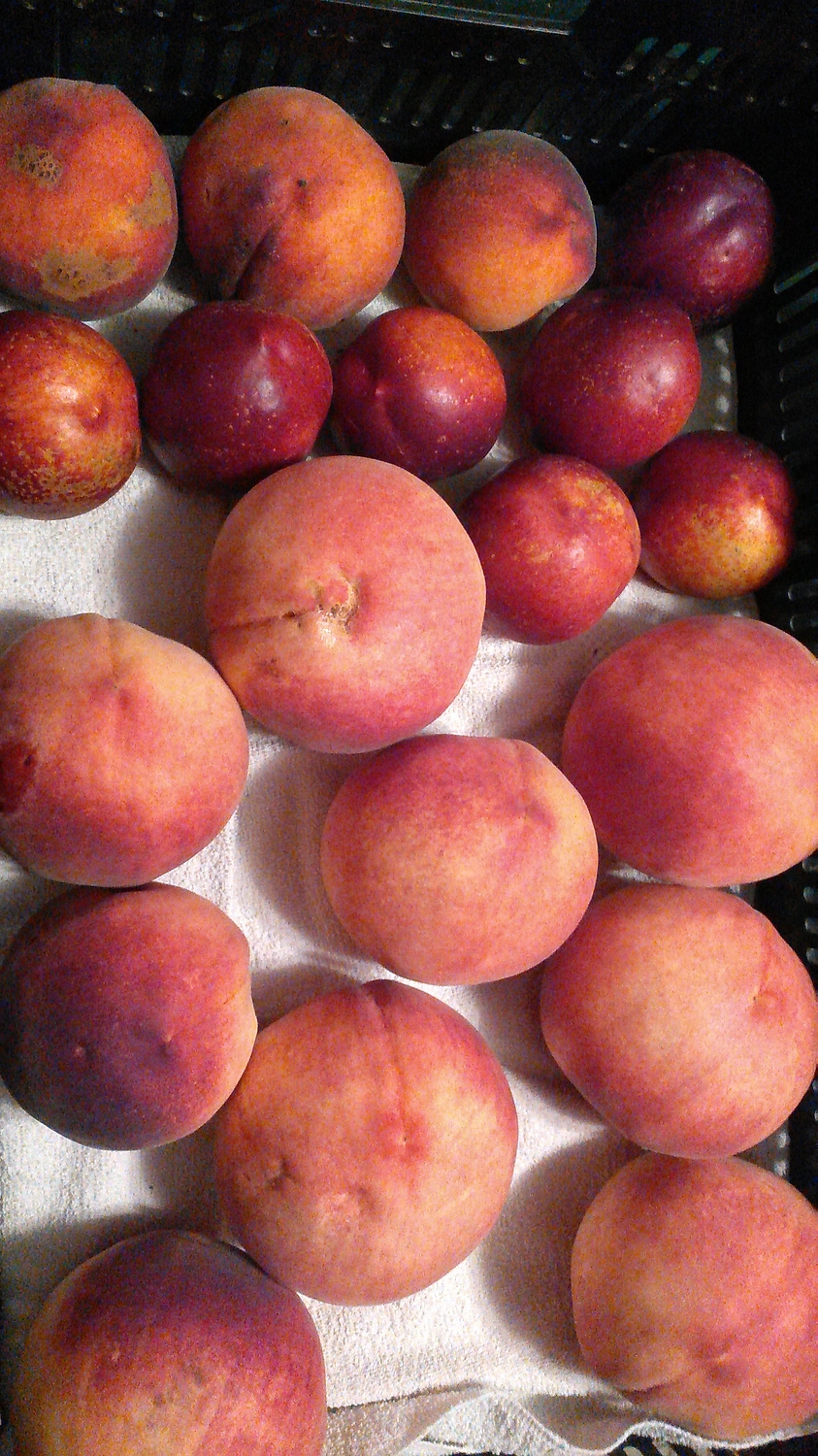 Another big peach - General Fruit Growing - Growing Fruit