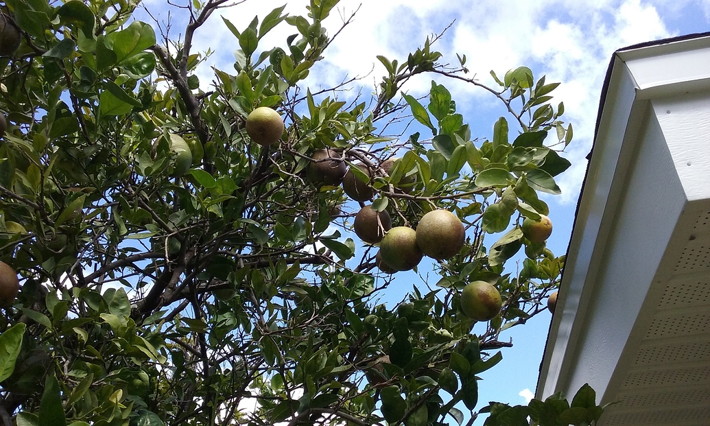 What's wrong with my orange tree? - General Fruit Growing - Growing Fruit