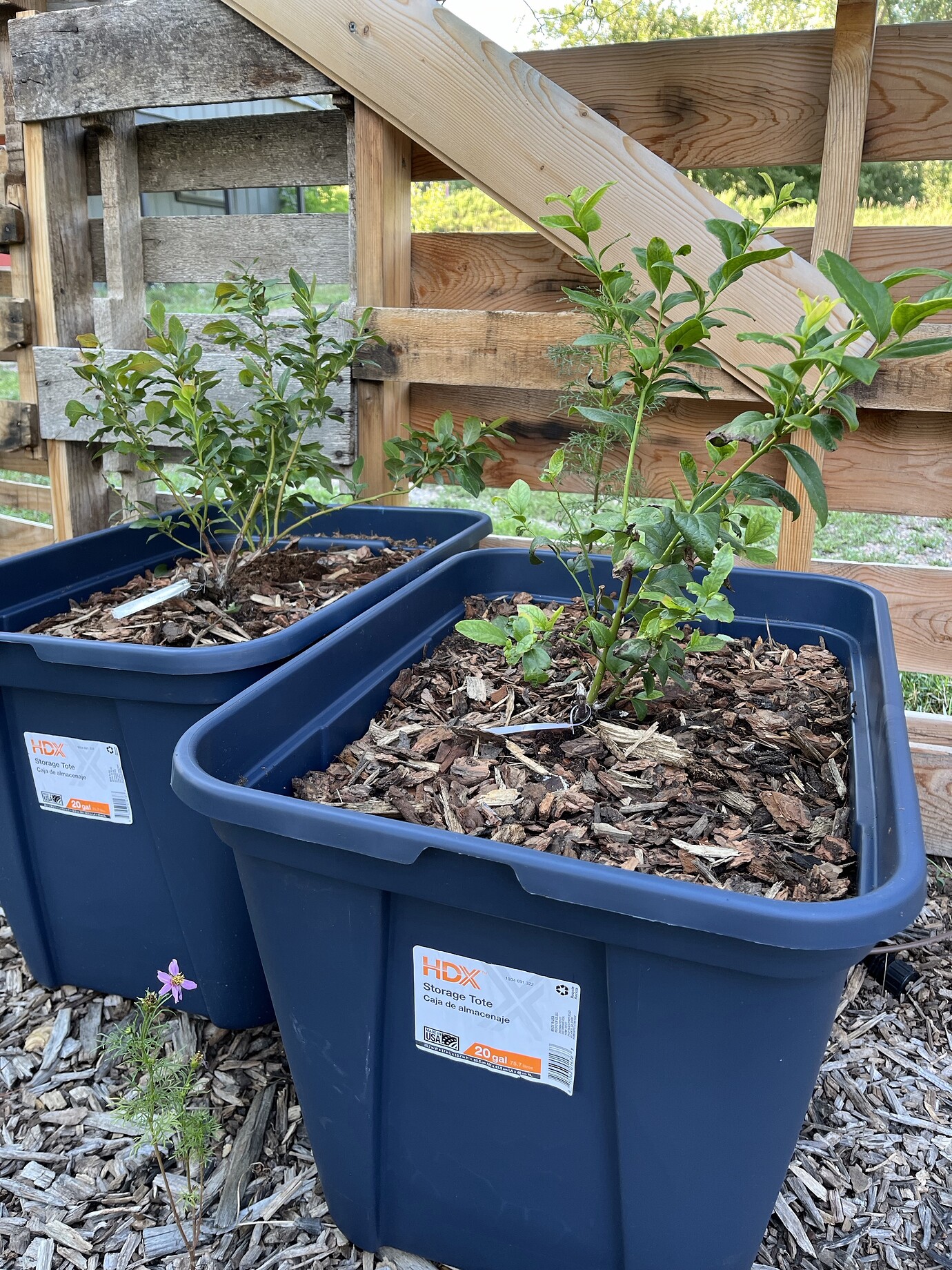 Container size for blueberries and root depth - General Fruit Growing ...