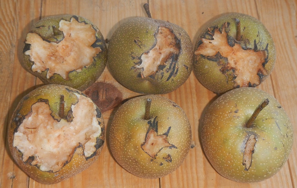 What's eating my pears? - General Fruit Growing - Growing Fruit