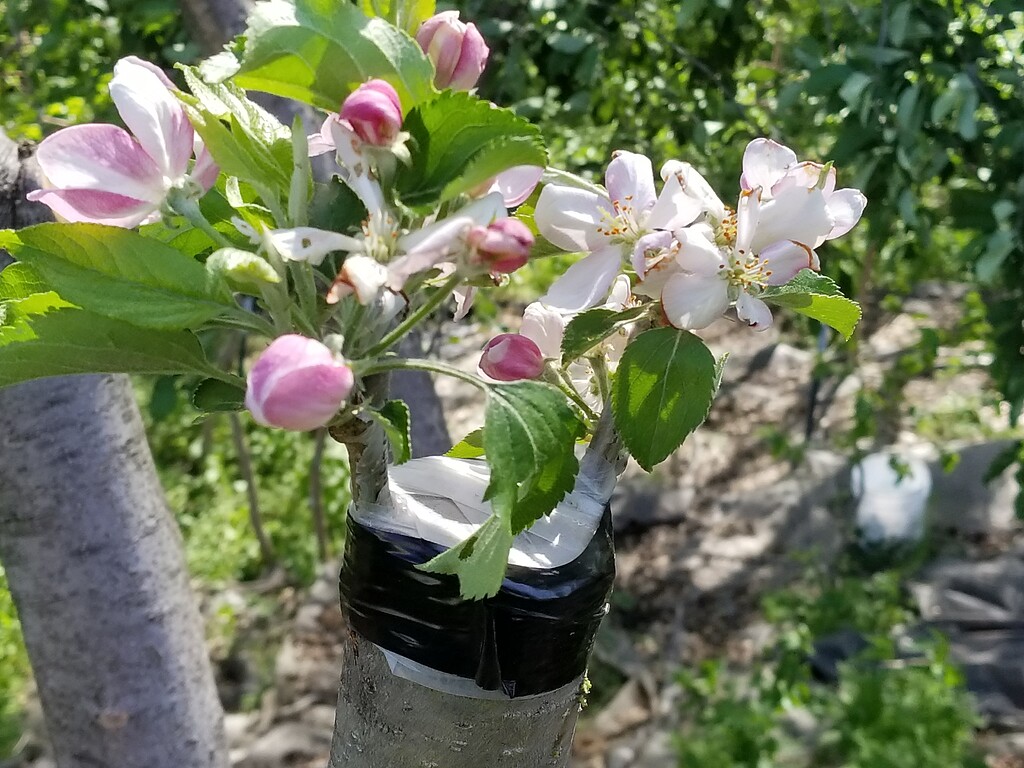 Rubinette apple - General Fruit Growing - Growing Fruit